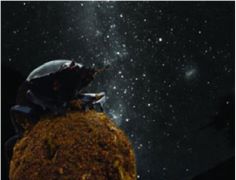 Dung beetles use the Milky Way to navigate at night